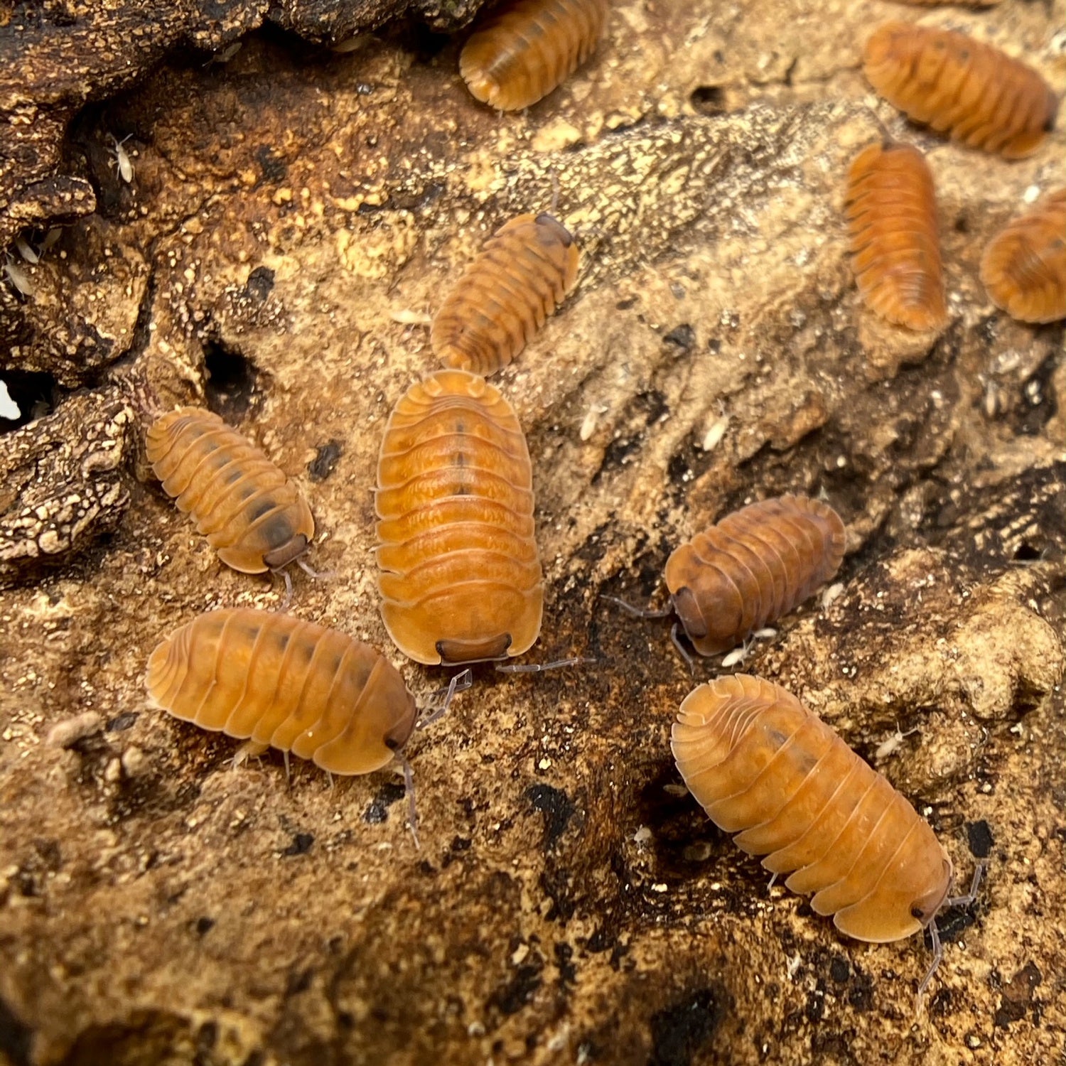 SALE – Tropical Isopods