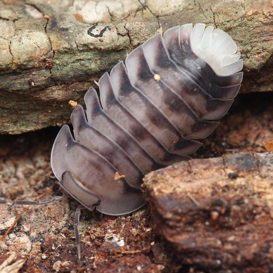 Other Isopods For Sale – Tropical Isopods