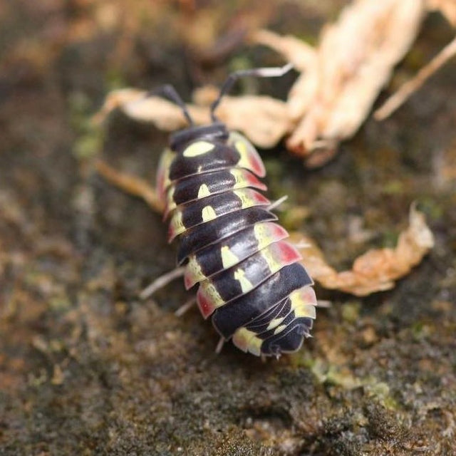 Merulanella – Tropical Isopods