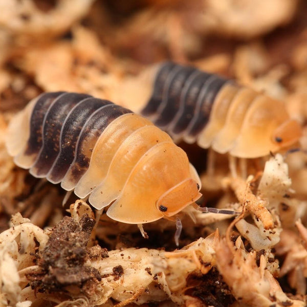 Cubaris Sp. "Rubber Bees" – Tropical Isopods