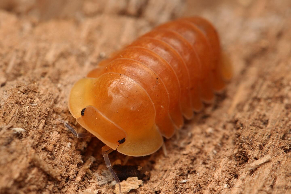 Merulanella – Tropical Isopods