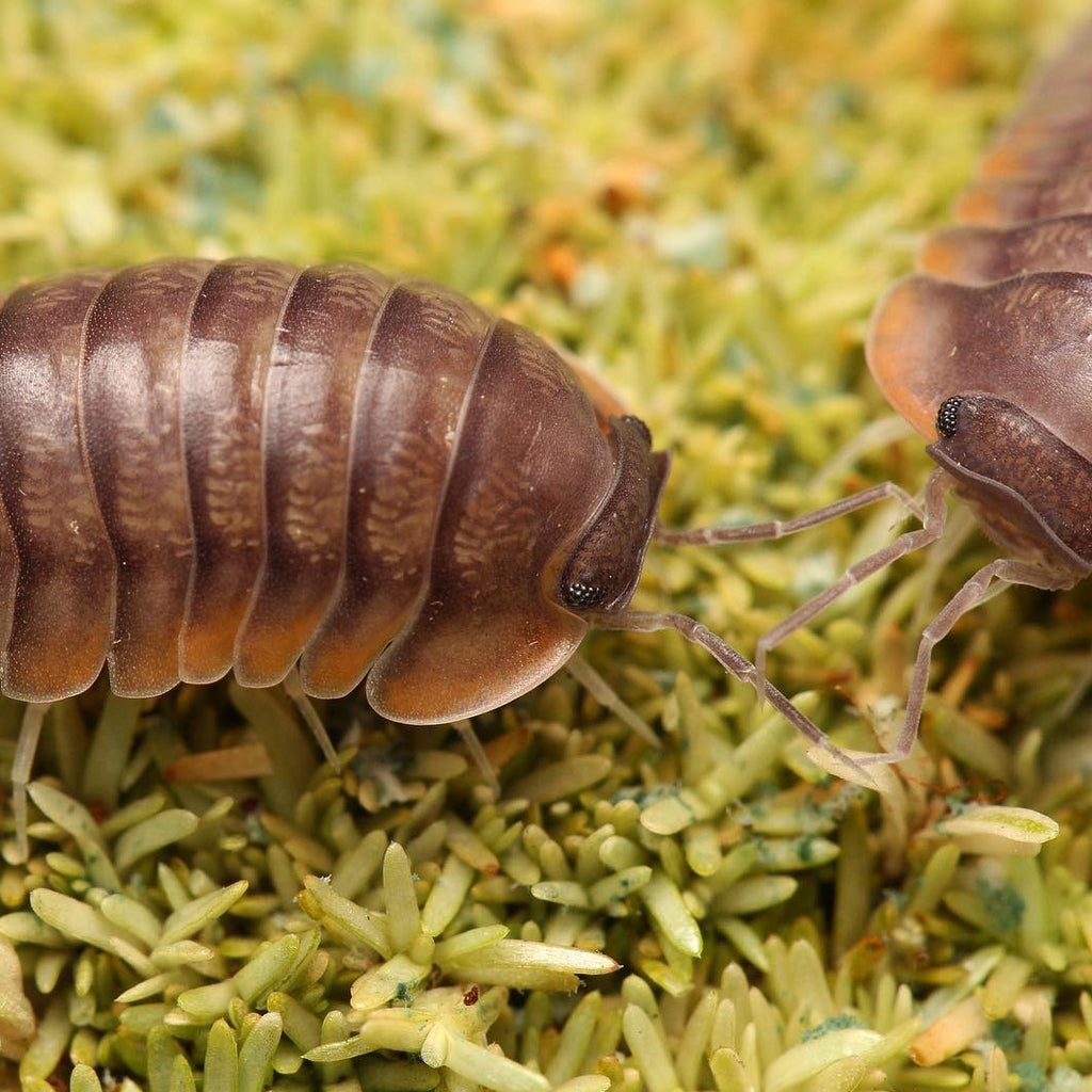 Cubaris Sp. "Red Edge" – Tropical Isopods