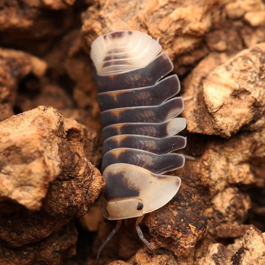 Cubaris Sp. "White Ducky" – Tropical Isopods