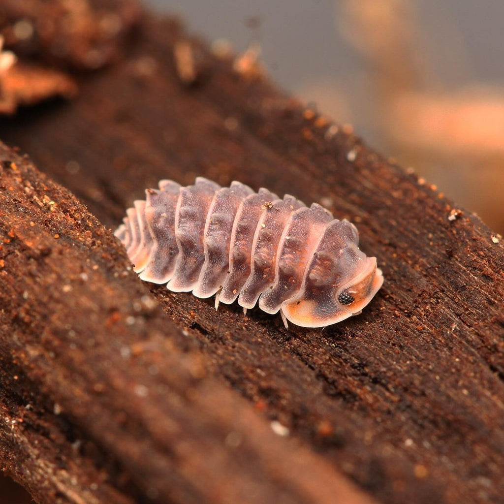 Isopoda sp. Spiky “Shiny Gator” – Tropical Isopods