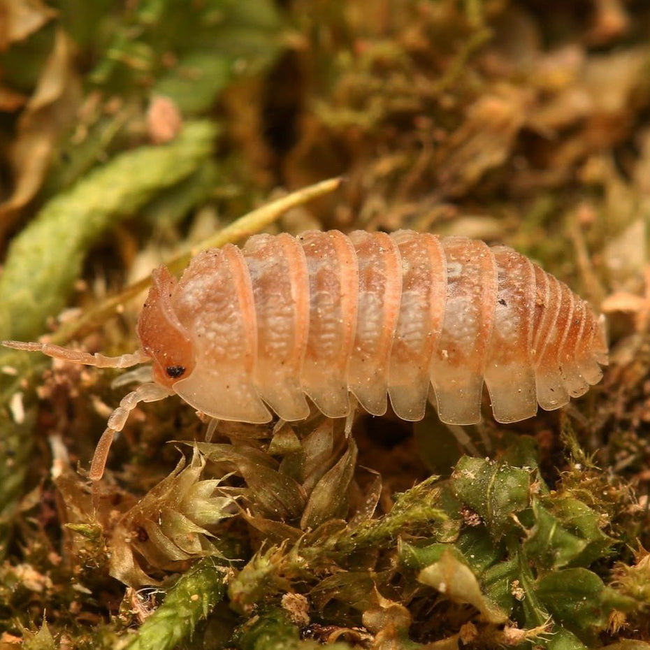 Springtails – Tropical Isopods