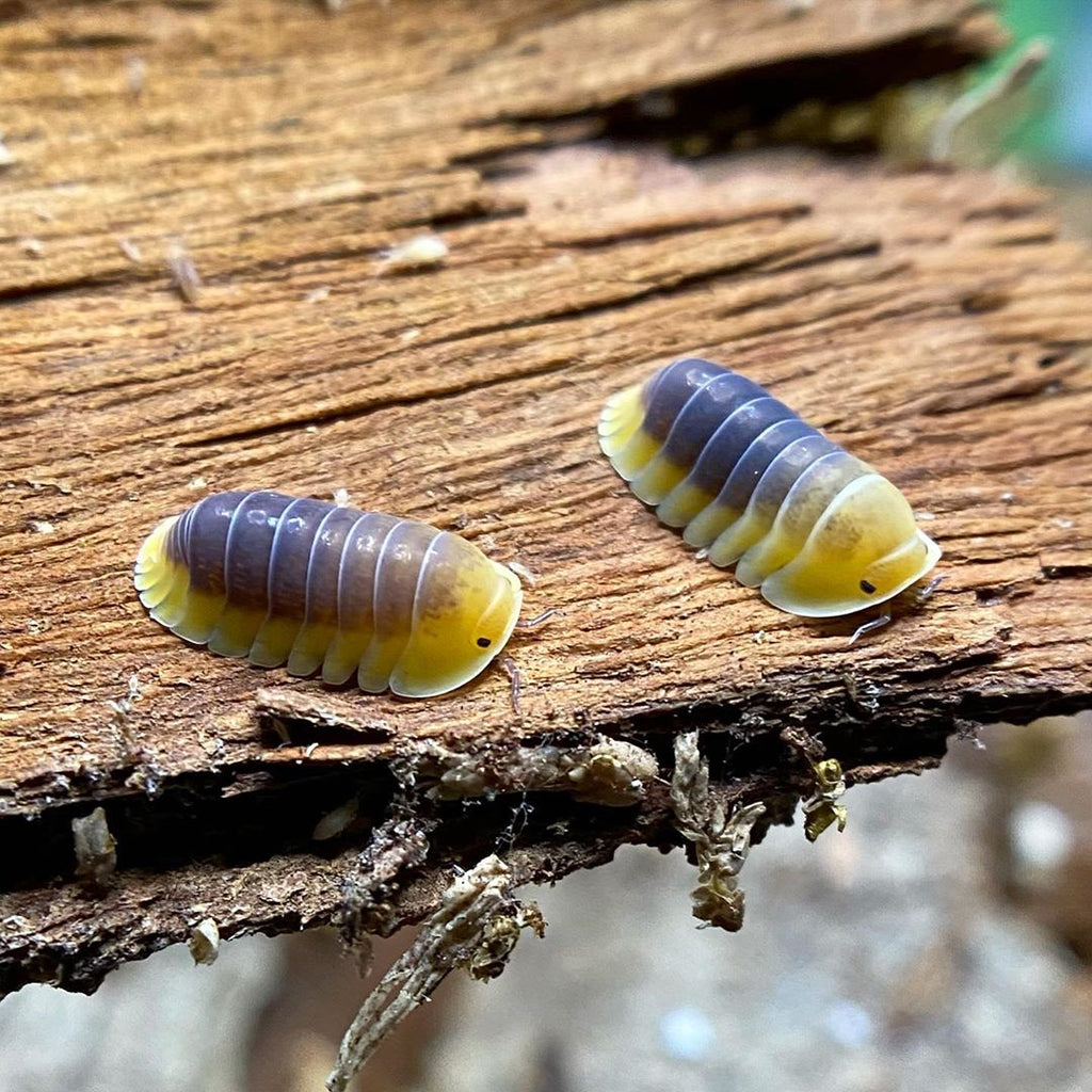 Cubaris SP. “Lemon Blue” 6 CT – Tropical Isopods