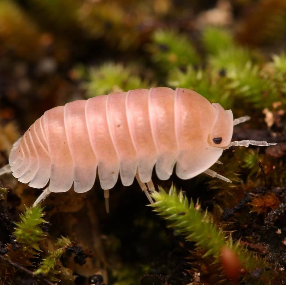 Cubaris sp. “Cherry Blossom” – Tropical Isopods