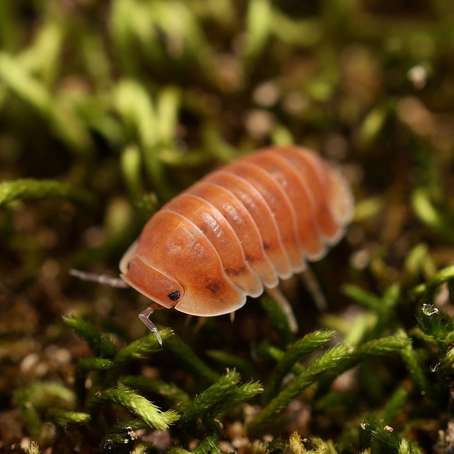 Rare – Tropical Isopods
