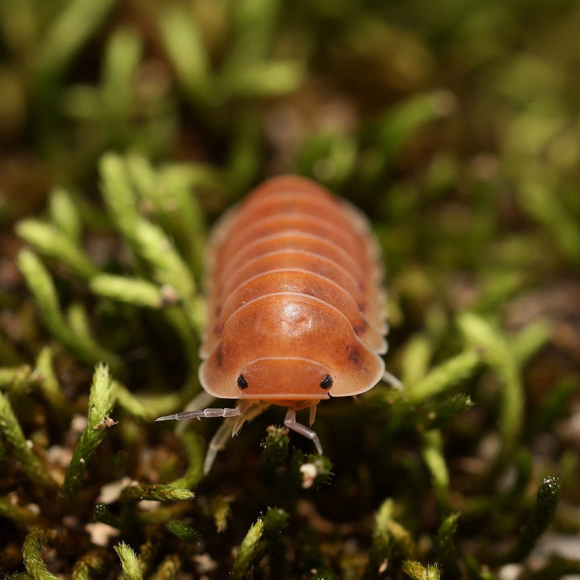 Rare – Tropical Isopods