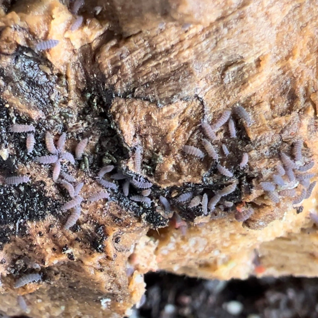 Ceratophysella Sp. "Lilac Springtails" – Tropical Isopods