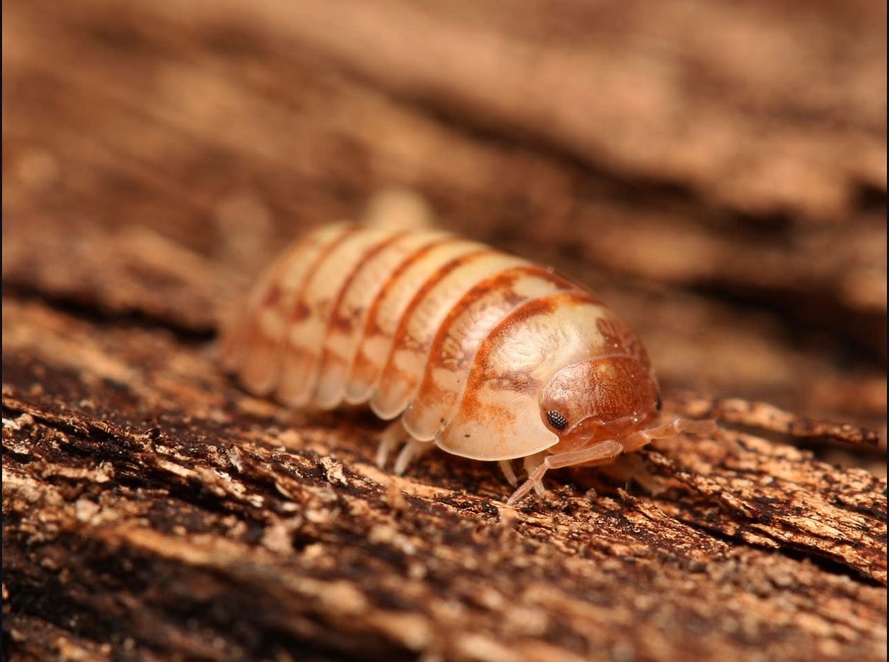 Armadillidium sp. “Rare Gems” – Tropical Isopods