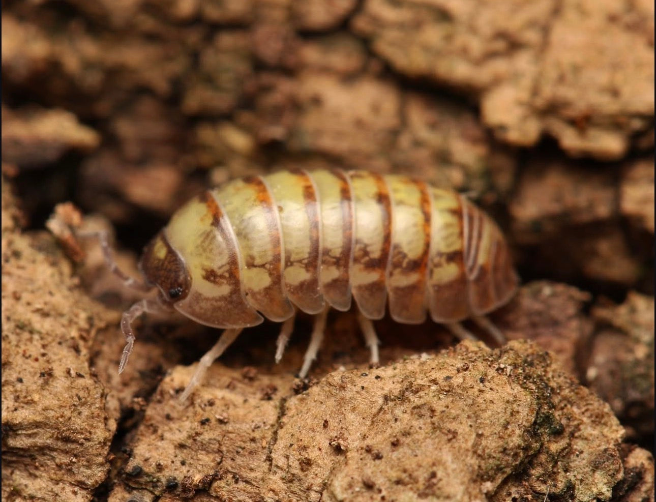 Armadillidium sp. “Rare Gems” – Tropical Isopods