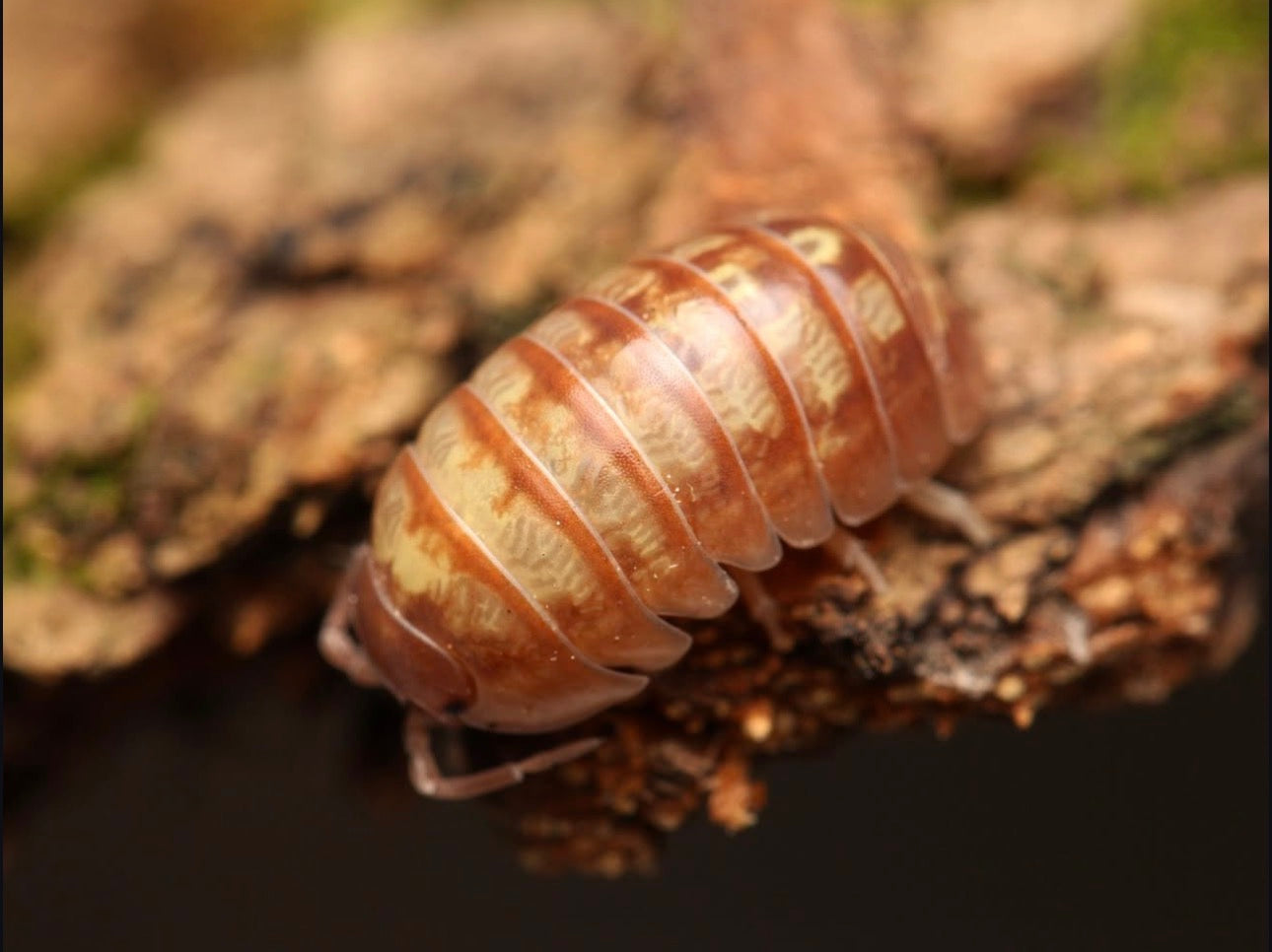 Armadillidium sp. “Rare Gems” – Tropical Isopods