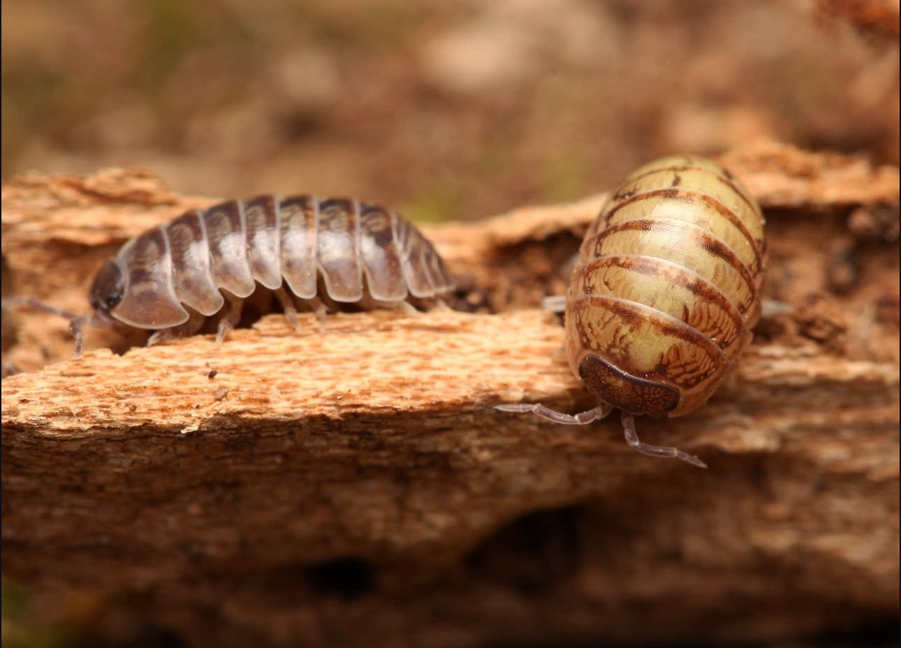 Armadillidium sp. “Rare Gems” – Tropical Isopods
