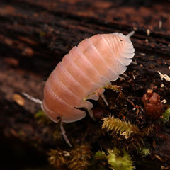 Cubaris sp. “Cherry Blossom” – Tropical Isopods
