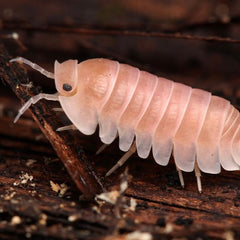 Cubaris sp. “Cherry Blossom” – Tropical Isopods