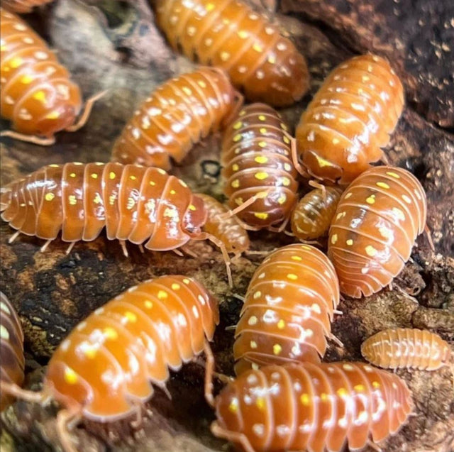 Live Auctions – Tropical Isopods