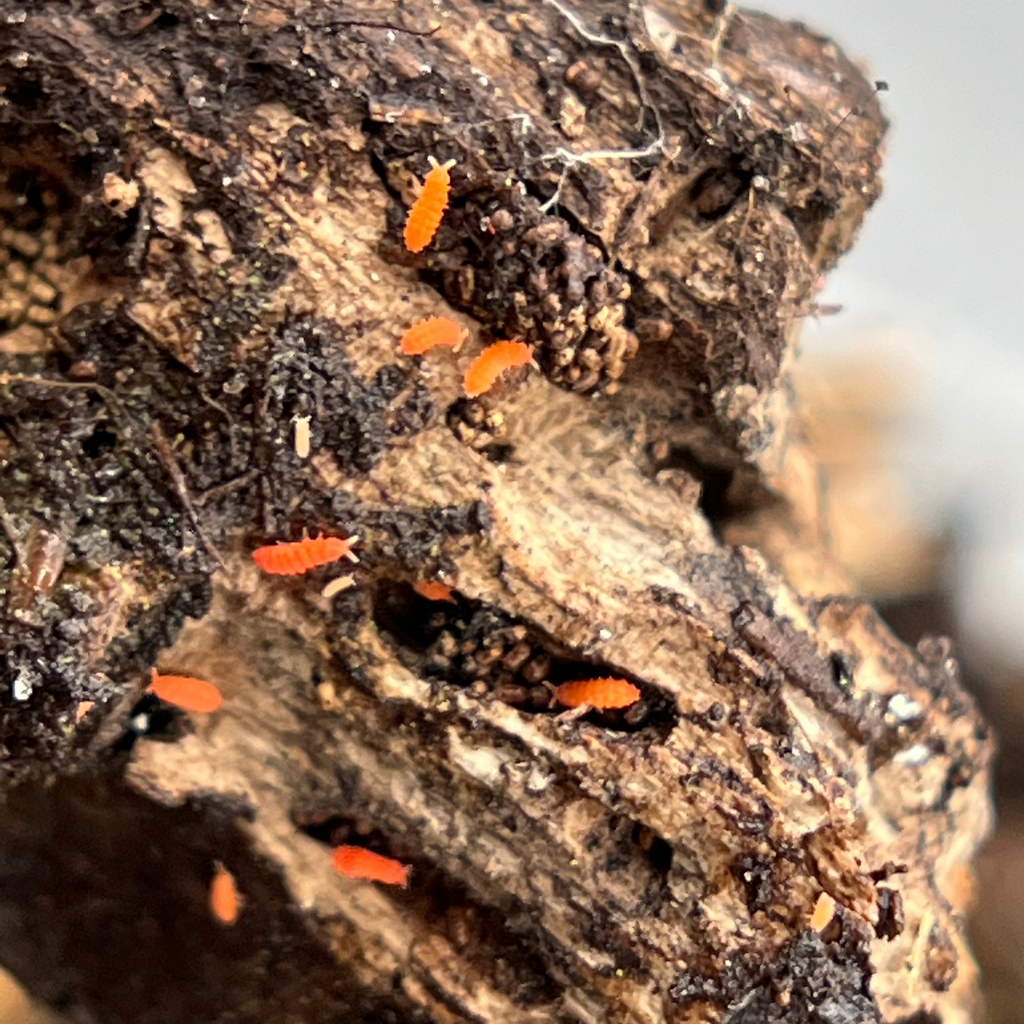 Yuukianura Aphoruroides "Orange Springtails" – Tropical Isopods