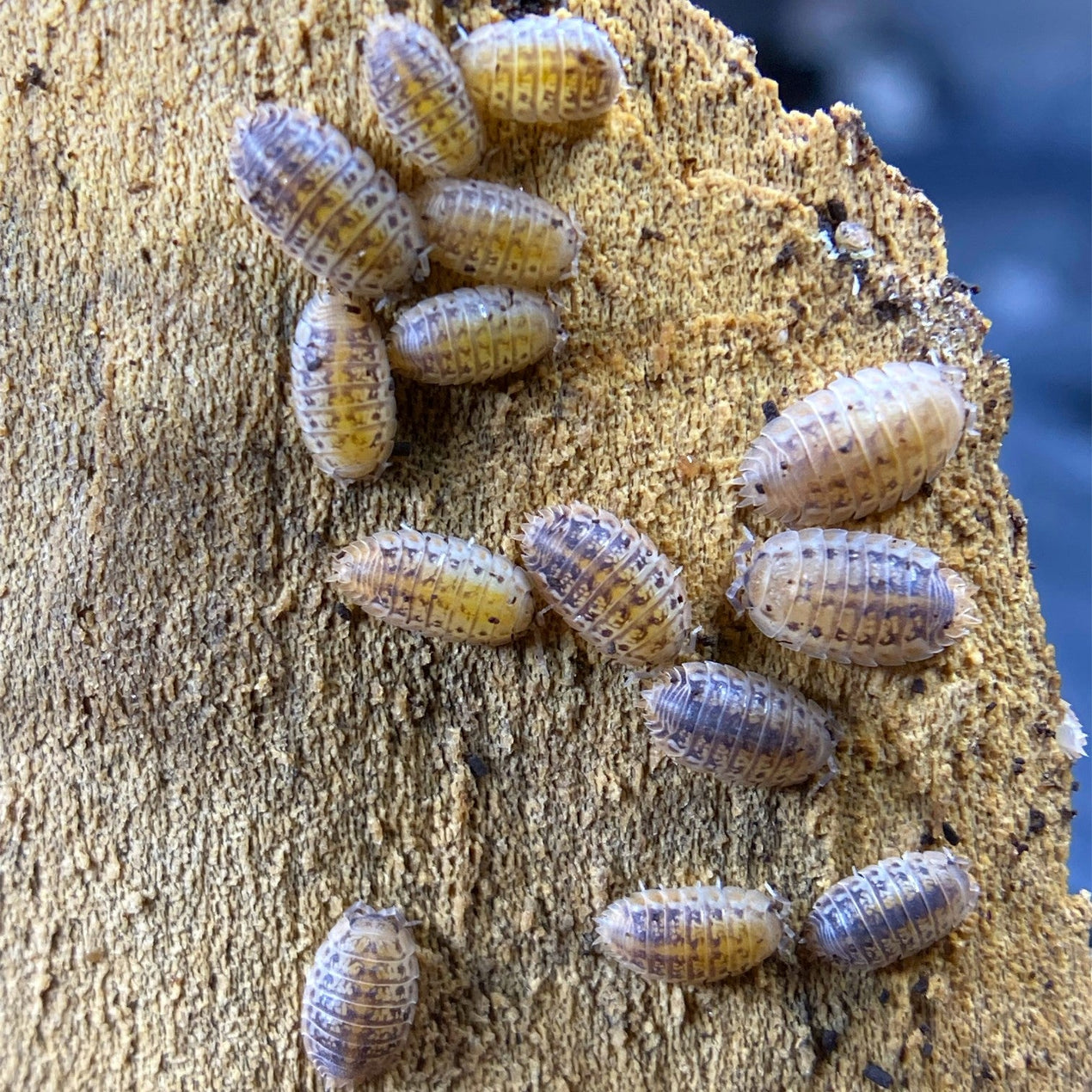 Isopods – Tropical Isopods